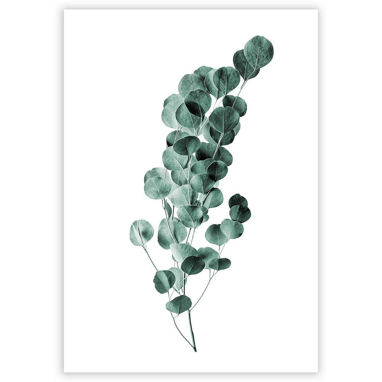 Poster Eucalyptus Emerald Green, 21 x 30 cm - Dekoria.ie